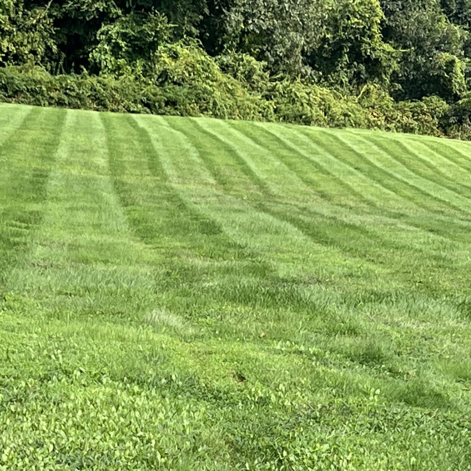 CJ Lawn Care & Masonry – Premium Lawn Care & Masonry